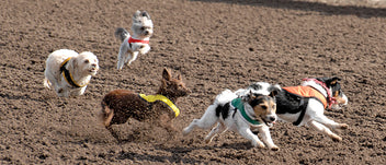 Derby Dog Dash – Sonoma County Fair And Event Center