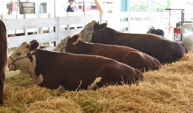 FREE FAMILY FUN FOR ALL – Sonoma County Fair And Event Center